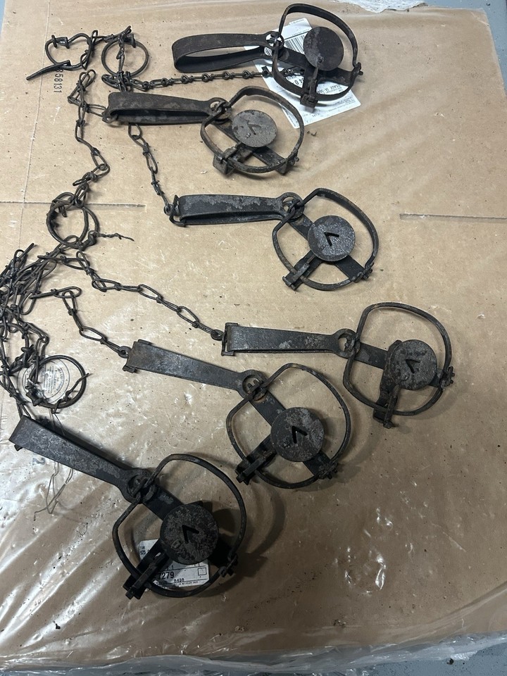 6- Oneida Victor Long Spring Traps | eBay