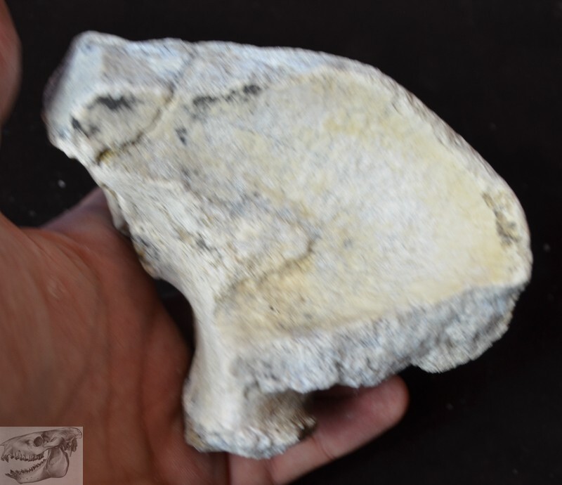 Large Titanothere Atlas Vertebra, C1 Neck Fossil, Brontothere Badlands ...