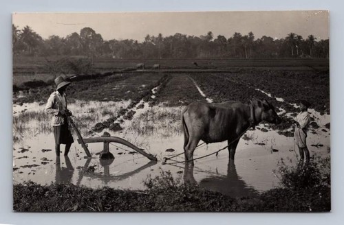 Rice Farmers w Cow & Plow RPPC Antique Southeast Asia Photo Philippines ...