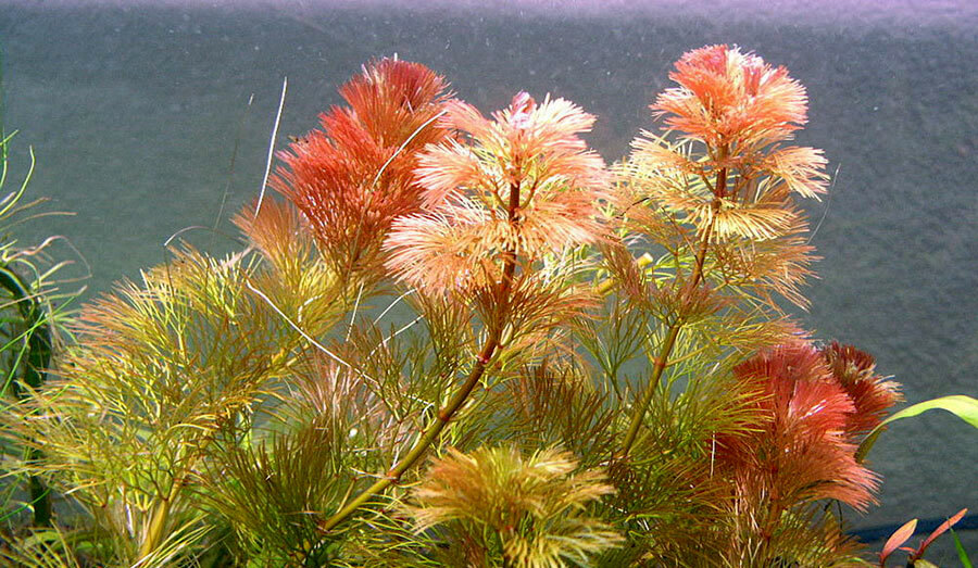 Red Cabomba Piauhyensis Furcata Fanwort Bunch Live Aquarium Plants ...