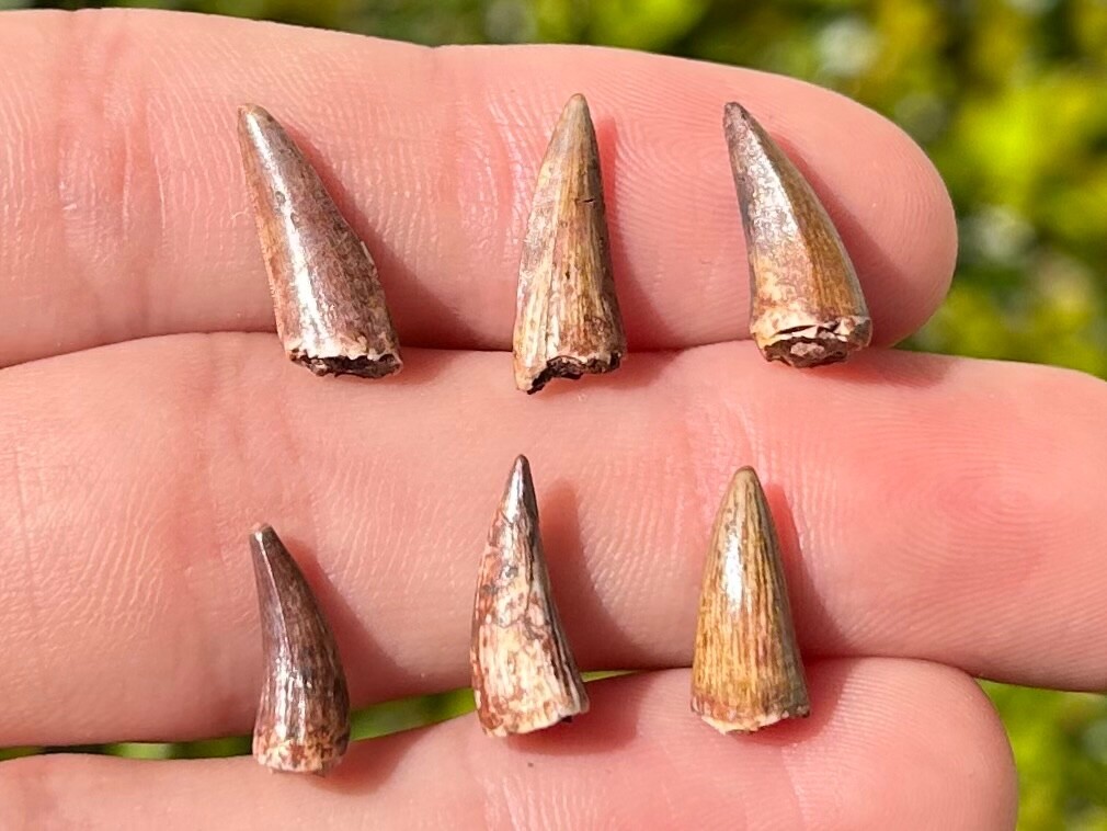 Redondasaurus Large Phytosaurus Vertebrae Redondasaurus For Sale ...