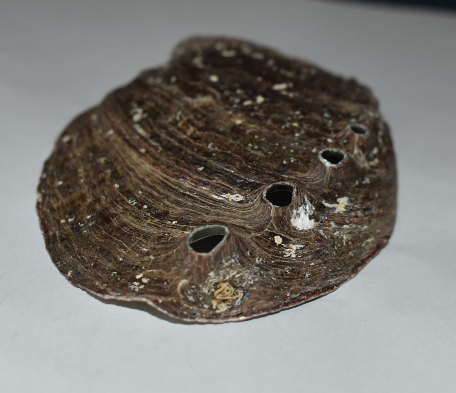 Natural Rainbow Abalone Shell Polished Seashell Fish Tank Aquarium Home ...