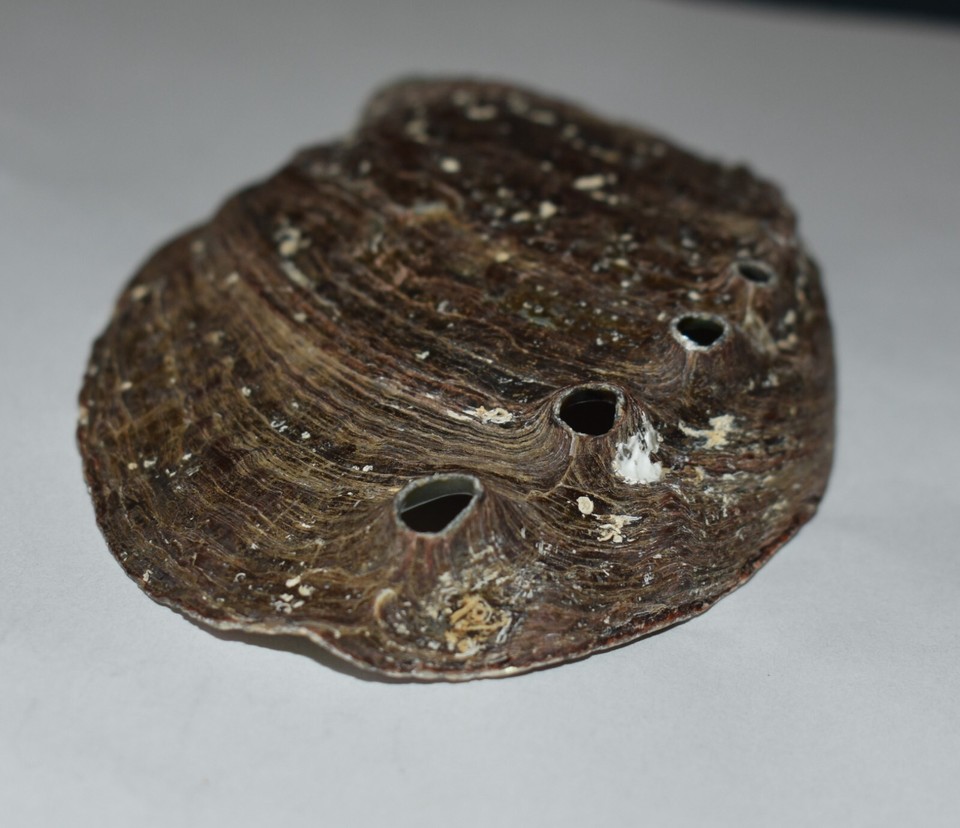 Natural Rainbow Abalone Shell Polished Seashell Fish Tank Aquarium Home ...