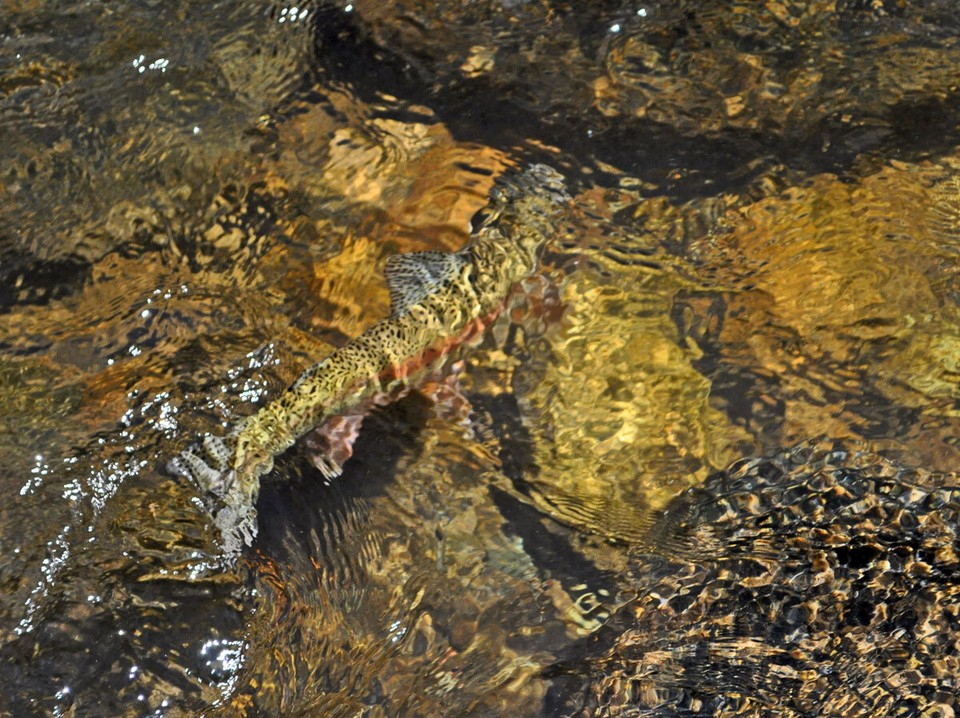 Guide Flies Reef Trico Nymph Emerger Black - Premium Trout Fly Fishing ...