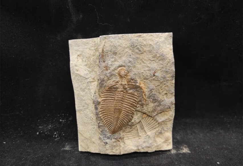 231g Ancient Cambrian invertebrate coronocephalus trilobite fossils ...