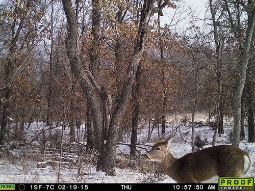 Primos+Hunting+63163WM+Bullet+Proof+2+14+MP+Camera for sale online | eBay