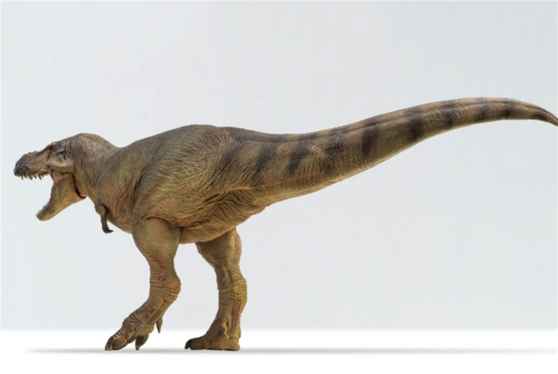 PNSO Zhuchengtyrannus magnus Lu Xiong DINOSAURS SCIENTIFIC ART MODEL | eBay