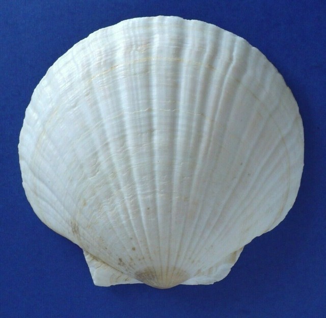Large Scallop White Ocean Sea Clam Shell Approx 6 1/4" Tall | eBay