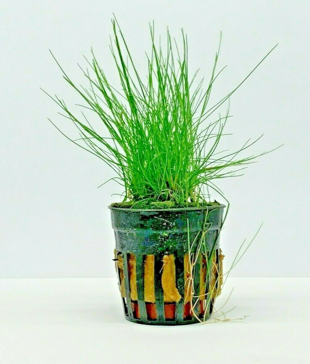Eleocharis Parvula Dwarf Hairgrass Potted Canton Aquatics | Dwarf