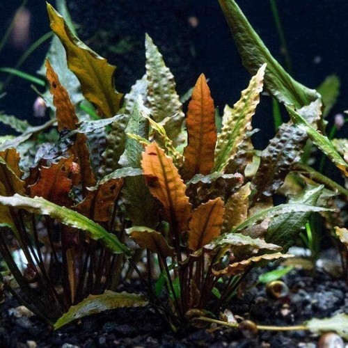 Cryptocoryne Wendtii Bronze Easy Beginner Live Aquarium Plant BUY 2 GET ...