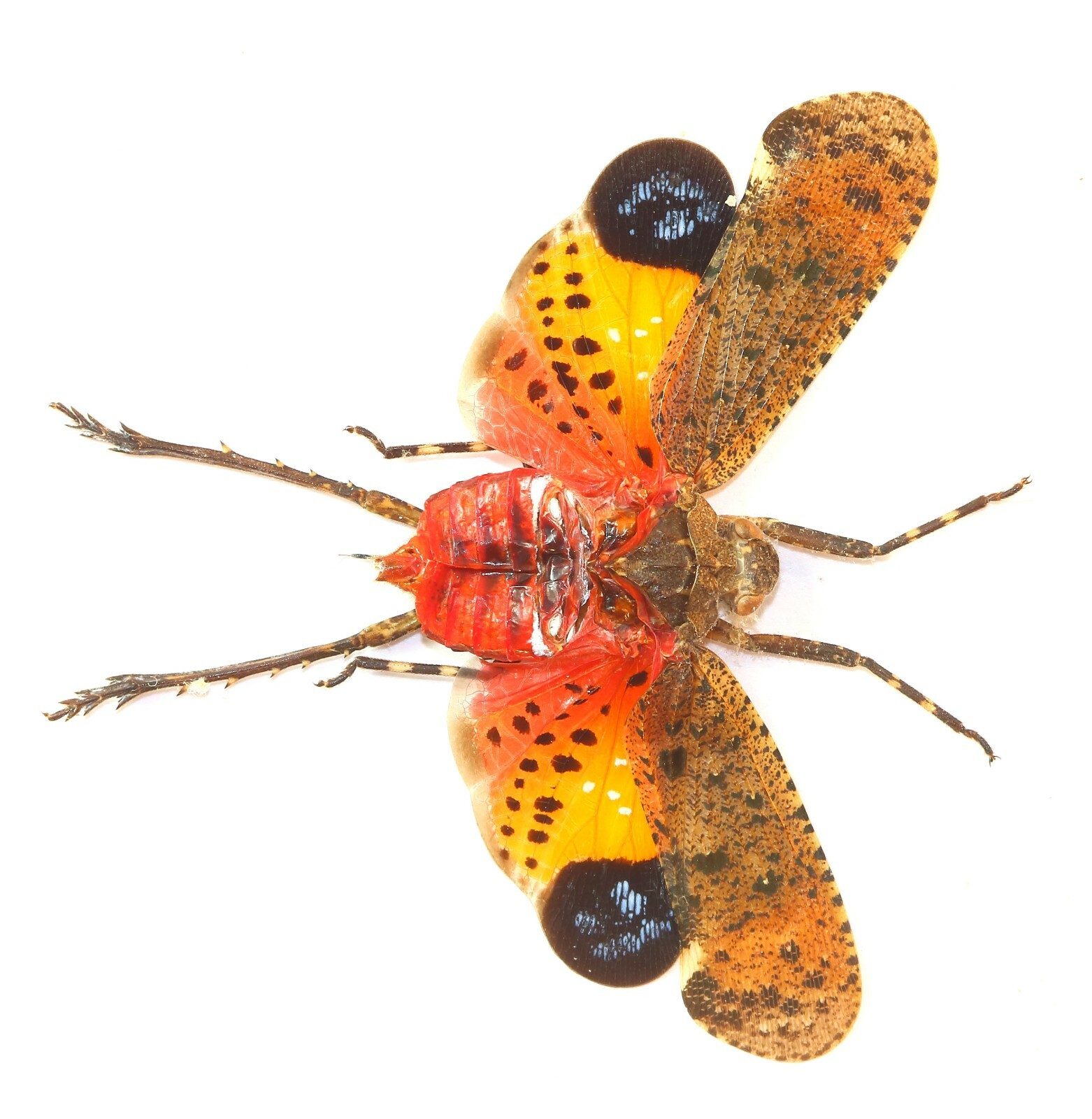 HEMIPTERA, FULGORIDAE, PENTHICODES PULCHELLA from INDONESIA | eBay