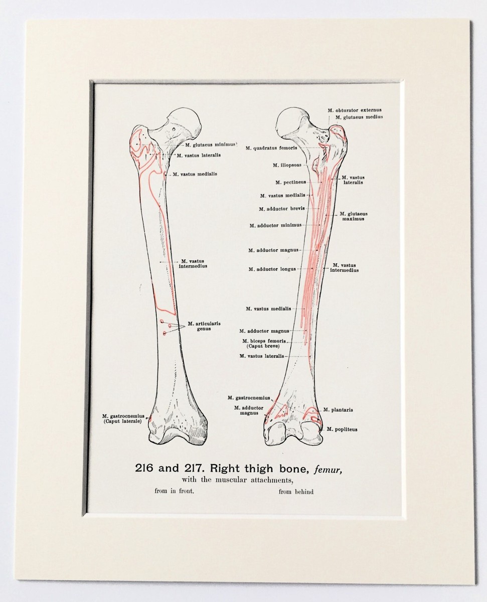 Femur Bones Bone Break Vs. Fracture | Sports Health