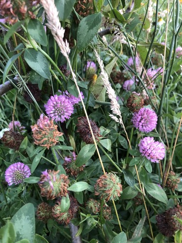 Whole Red Clover Flowers Dried 20 Grams Organic | eBay Australia