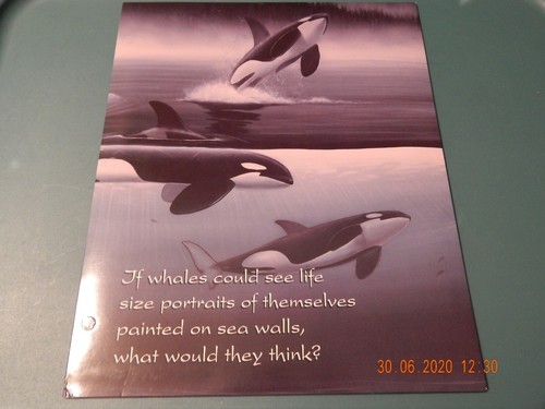 VINTAGE WYLAND NORTHERN MIST 1997 ORCA KILLER WHALE SCHOOL COLLEGE ...