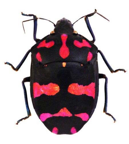 HETEROPTERA, SCUTELLERIDAE SP. JUL084 18MM. EC | eBay