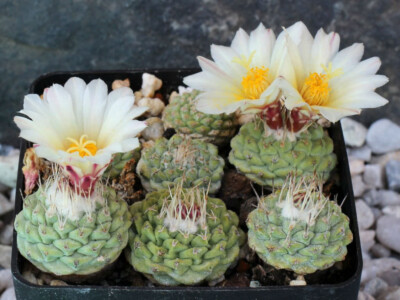 DISC CACTUS (Strombocactus disciformis) 20 seeds | eBay Australia