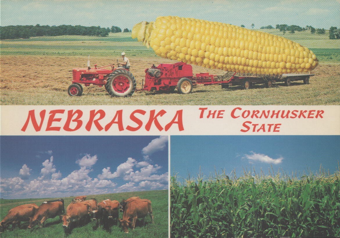 Vintage Postcard NEBRASKA THE CORNHUSKER STATE Giant Ear Corn ©Morn ...