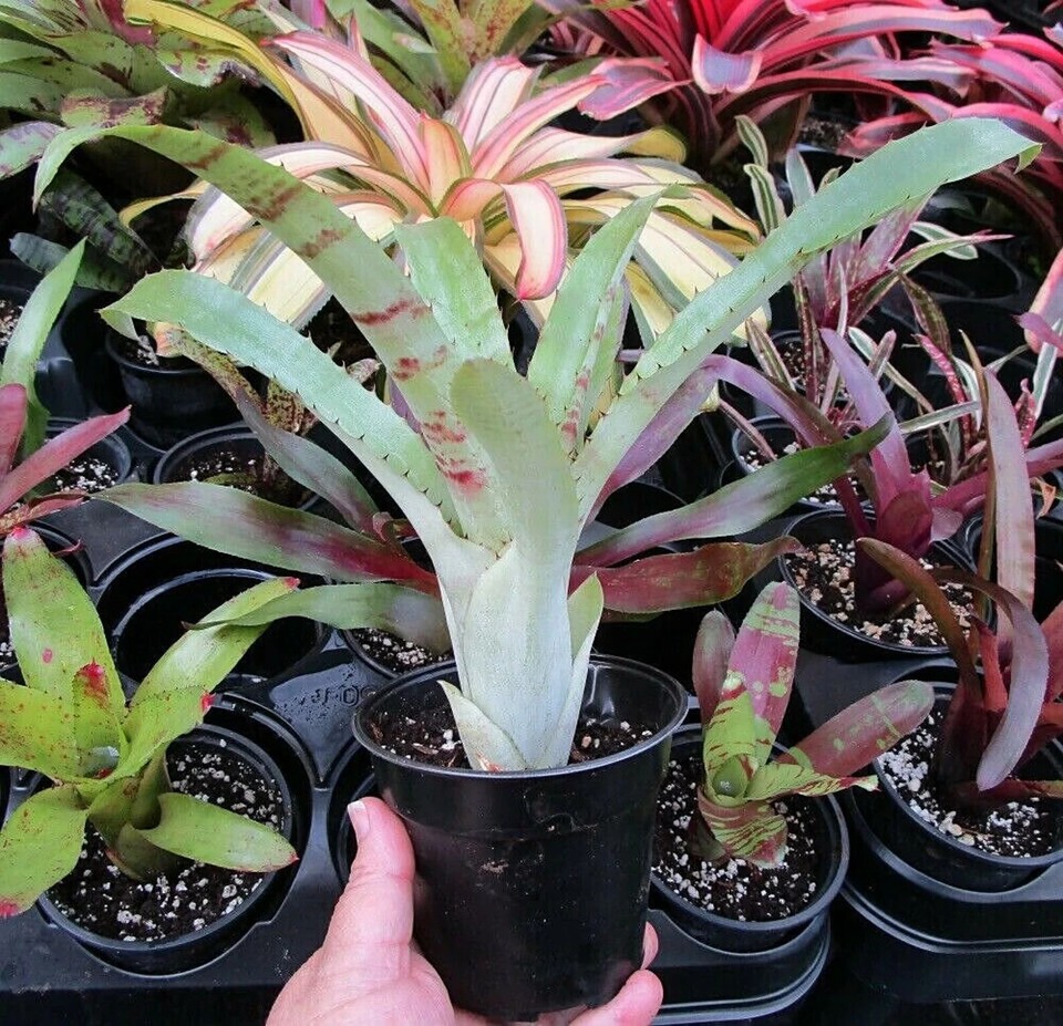 BUY ANY 3 SAVE 15% BROMELIAD Aechmea MACULATA Fast Growing Specie! | eBay