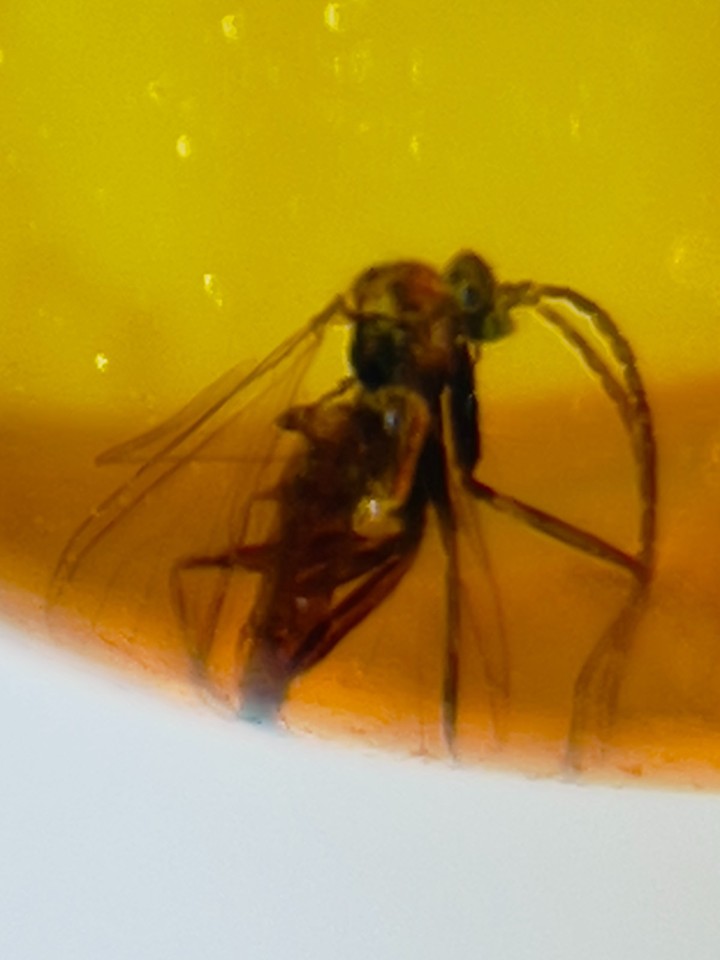 Fossil amber Insect burmite Burmese Cretaceous Many Insect Myanmar | eBay