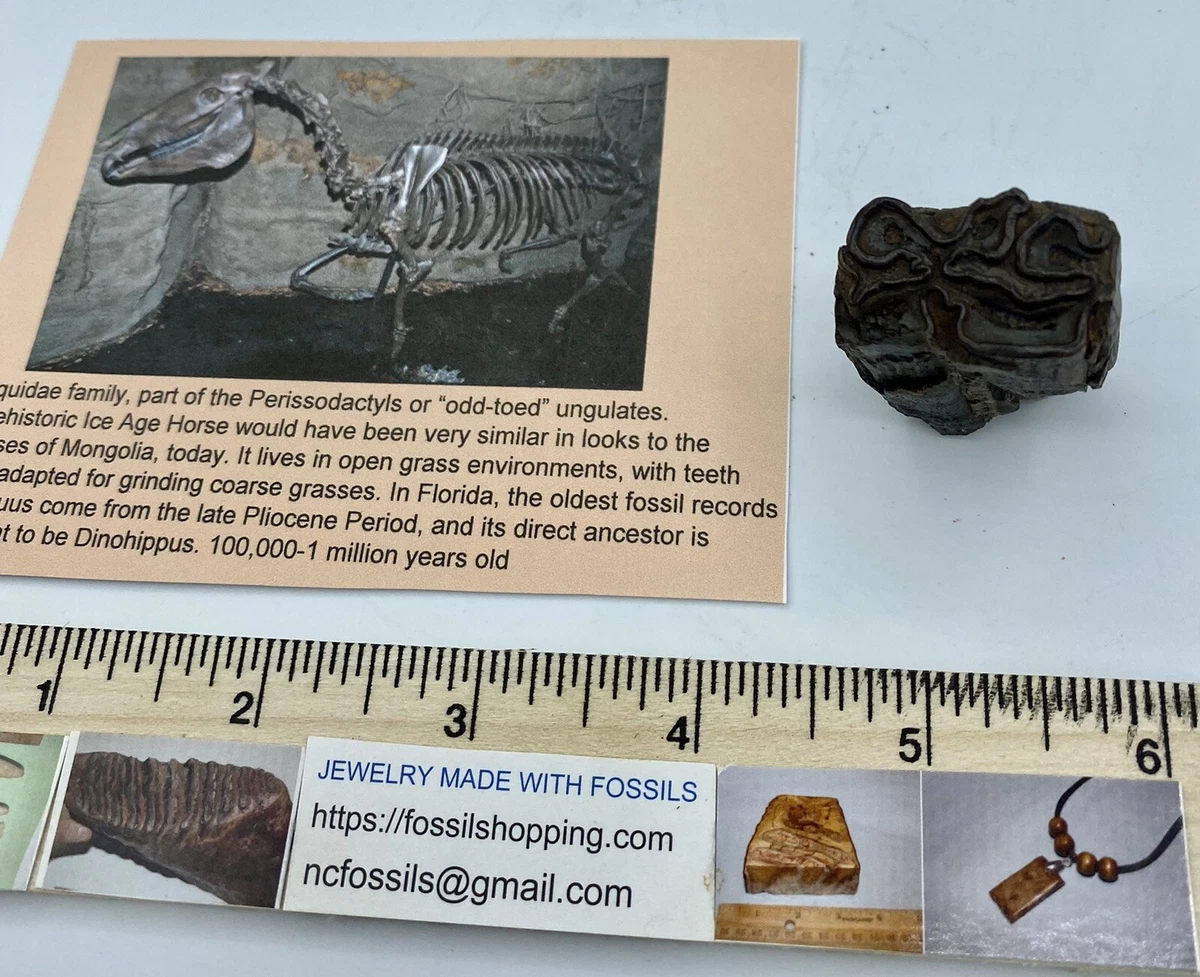 Fossil Horse Teeth Hot Sale | emergencydentistry.com