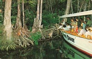 Postcard Feeding Wild Tarzan Monkeys Jungle Cruise Silver Springs ...