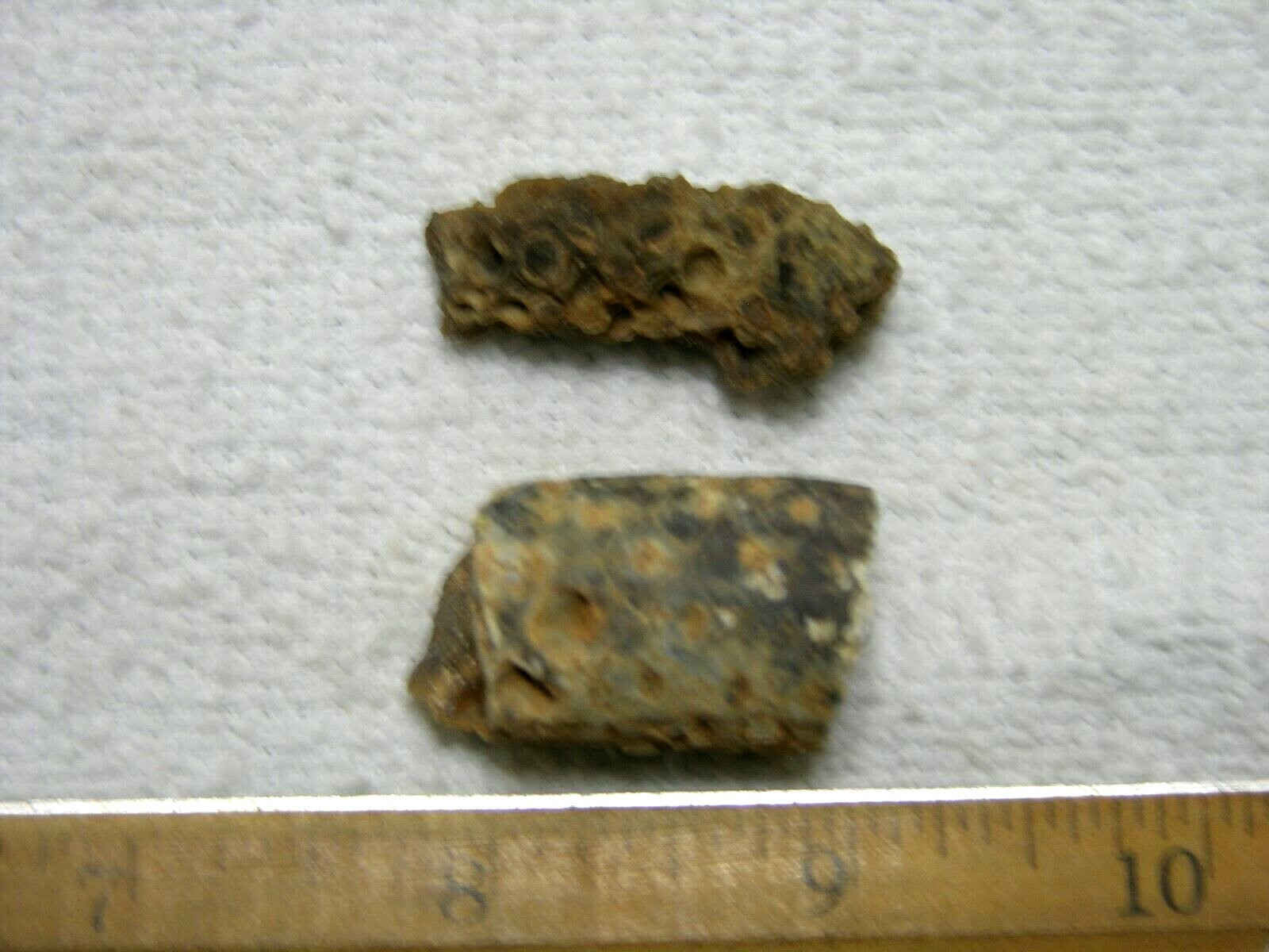 Petrified Silicified fossil Pine Cones Eocene Epoch Northern Sahara desert I45 | eBay