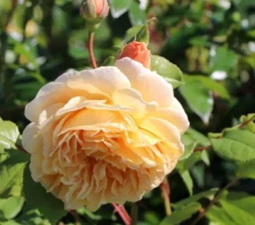AUSwinter Own Root English Climbing/Shrub Rose - 2 quart | eBay