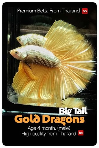 LIVE BETTA MALE BIG TAIL KING GOLD DRAGONS : Unique Fish | BOM-A254 | eBay