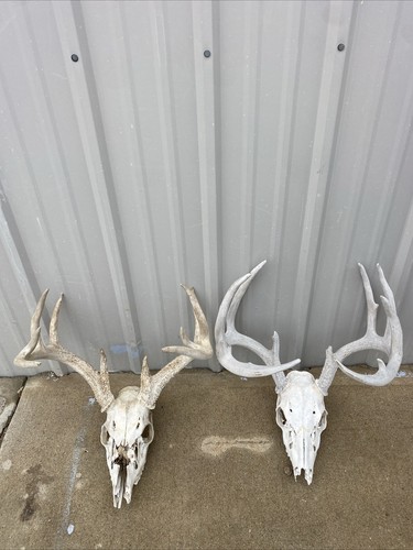 2 Wild Whitetail Deer Antler Rack Horn European skull shed bones ...