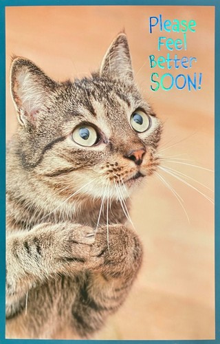 Cute GET WELL Card, "Please Feel Better Soon" Cat by Premium Greetings ...