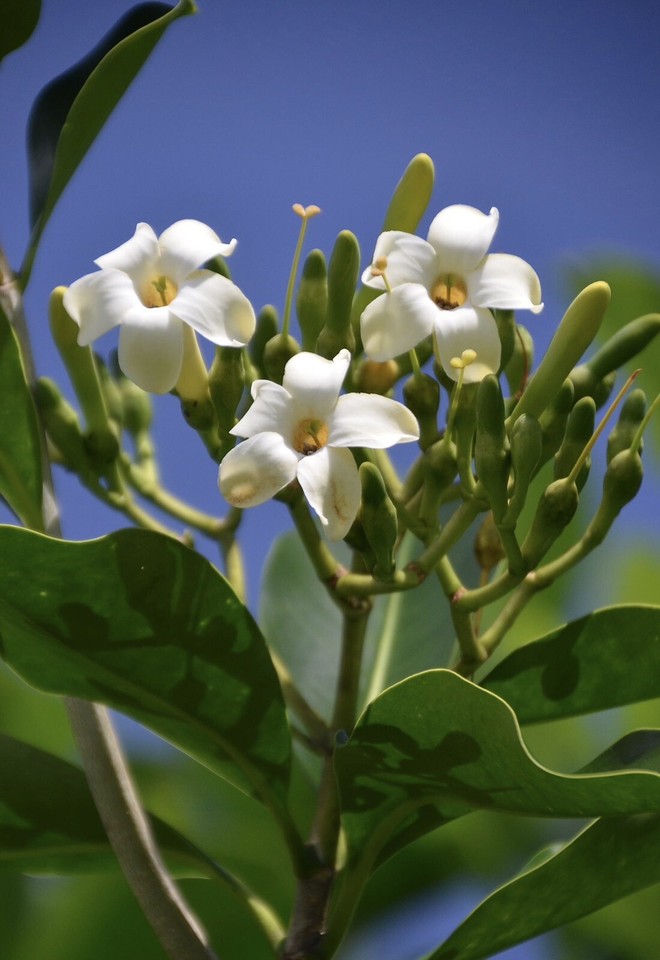 Pua Keni Keni, Perfume Flower Tree, Fagraea Berteroana - 30 Seeds 2025 ...