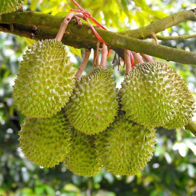 Fruta Duriao A) Durio Graveolens In The Philippines, Cut Open To