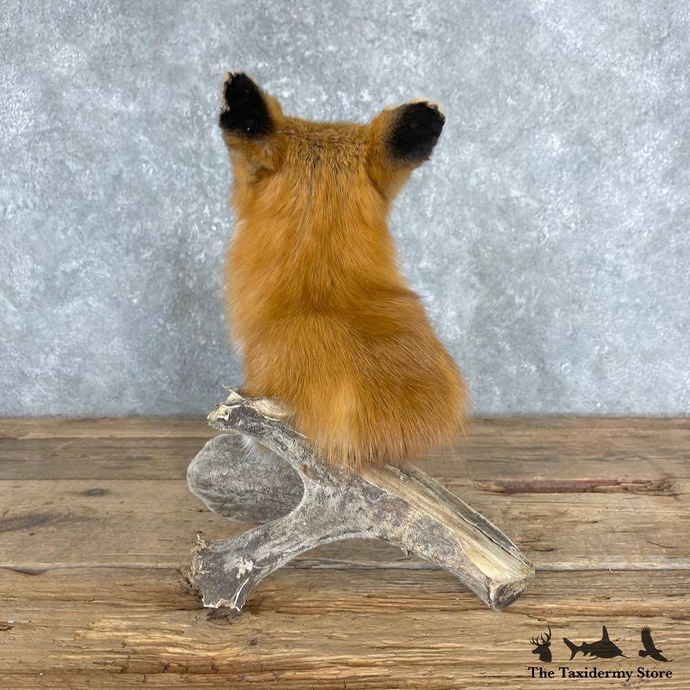 Red Fox Sitting Mount For Sale 12669 The Taxidermy Store