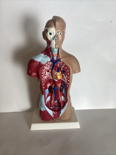 Model Human Body Torso Anatomy For School Science Teacher Doctor Office ...