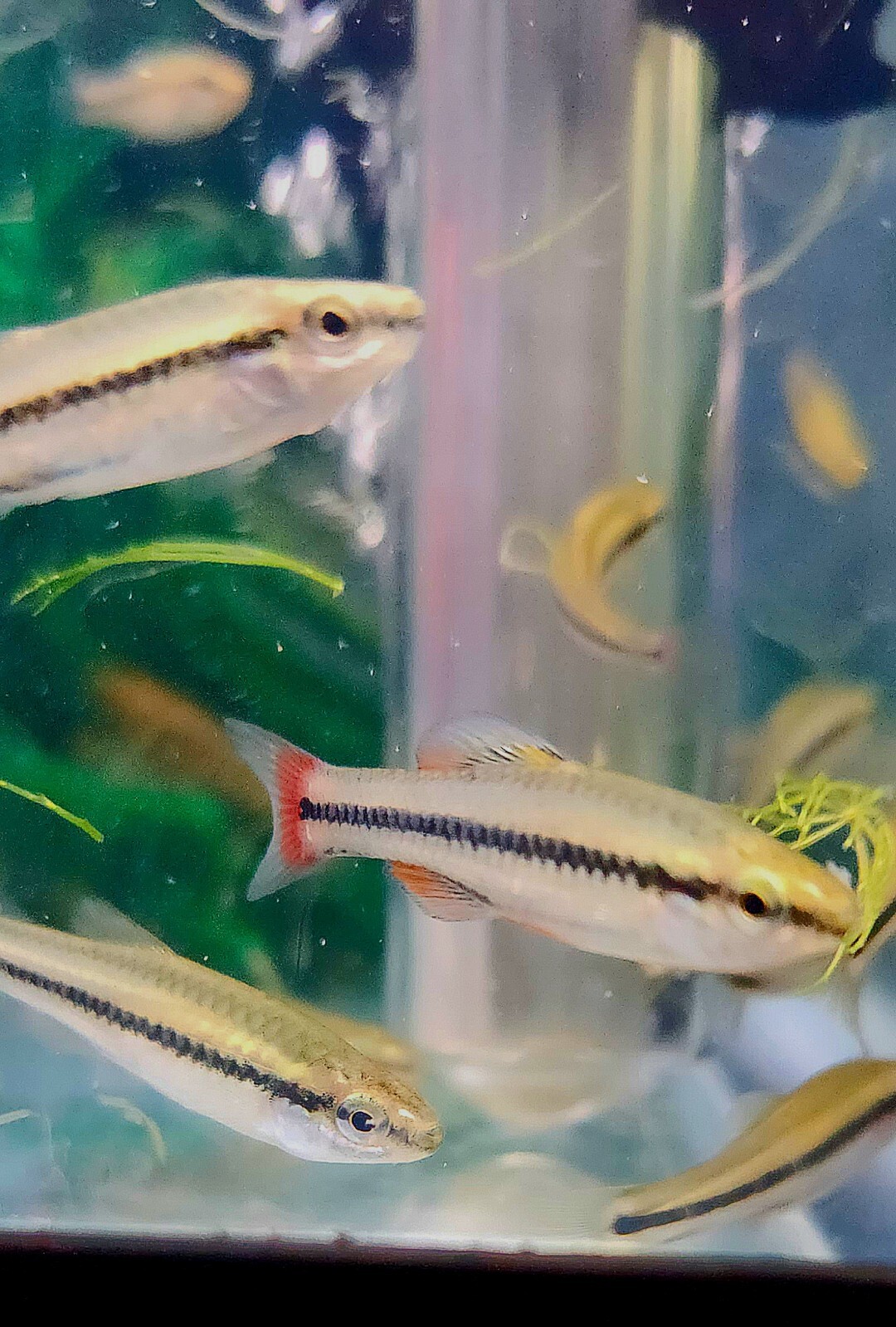 Killifish for sale >> killi.co.uk