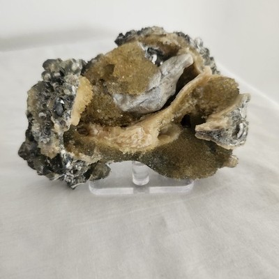 Golden Honey Druzy Calcite Crystal Fossil Whelk Shell Florida Clam ...