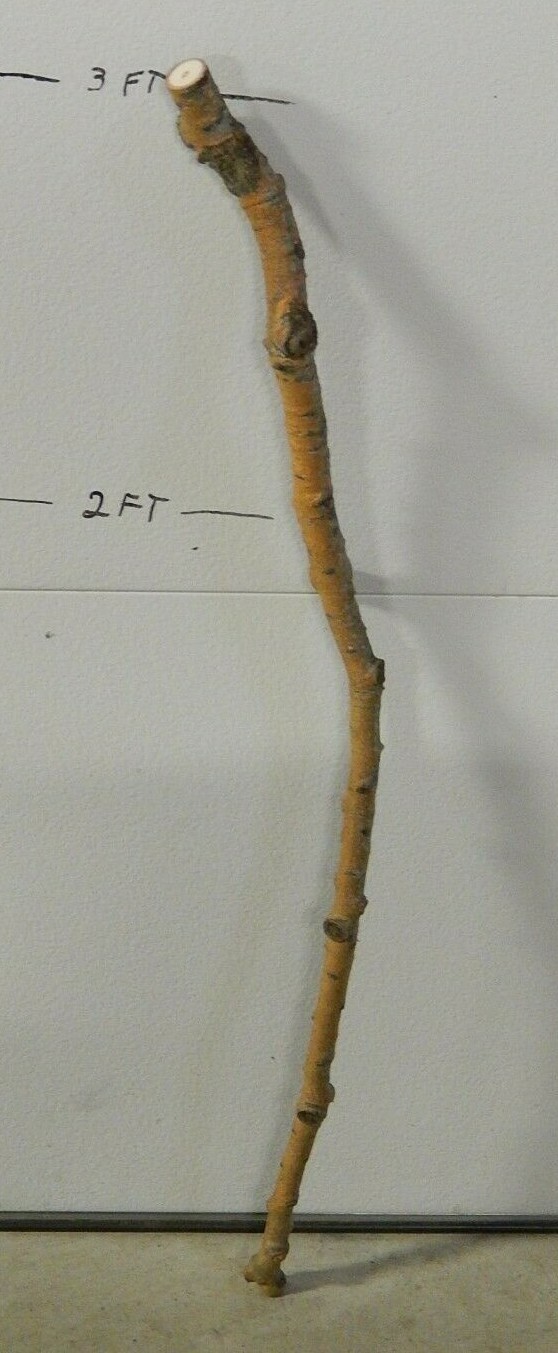 36" Poplar Wood Walking Stick Staff Wood Carving Blank Crafts 11/16~1 3 ...