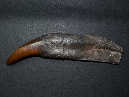T.REX Tyrannosaurus Rex Tooth 1:1 Replica Museum Collection Solid ...