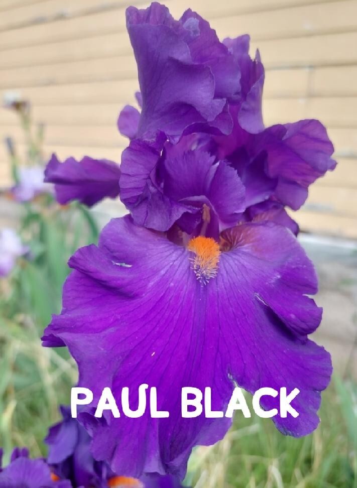 Tall Bearded Iris PAUL BLACK (Johnson'02) win 5 for bonus COMBINED SHIP ...