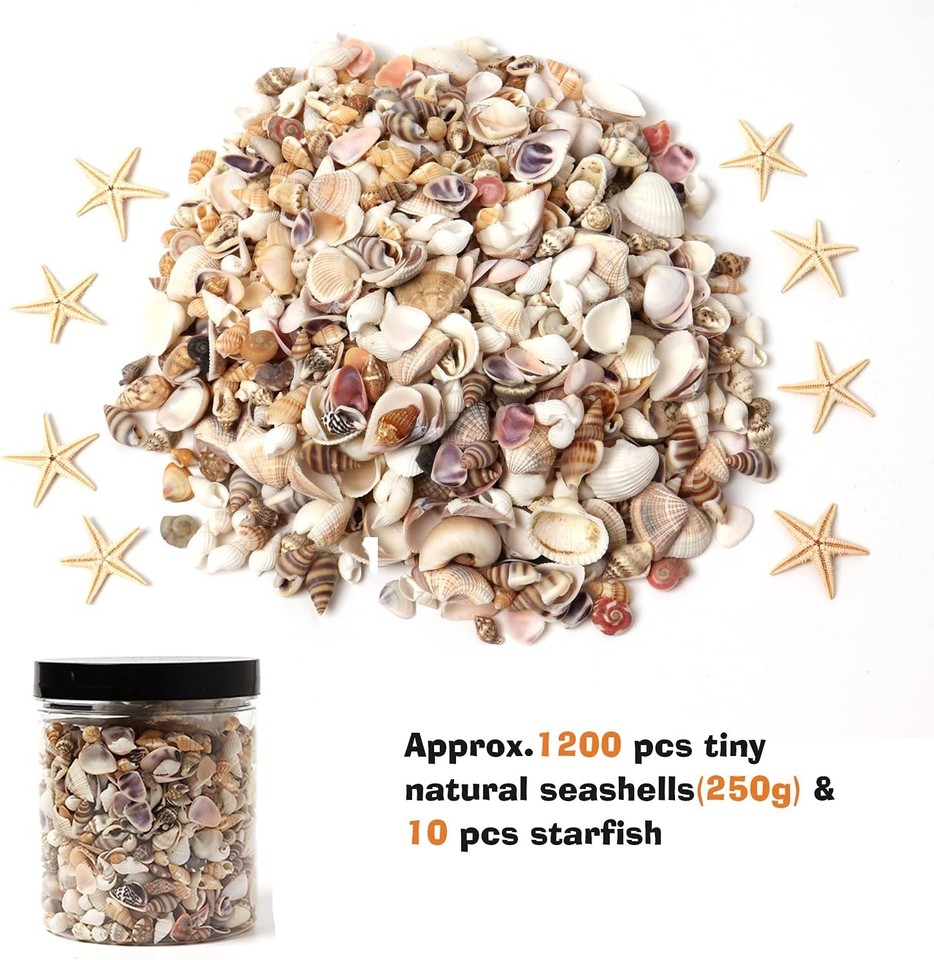 1200 Pieces Tiny Sea Shells Small Natural Starfish Mixed Ocean Beach ...