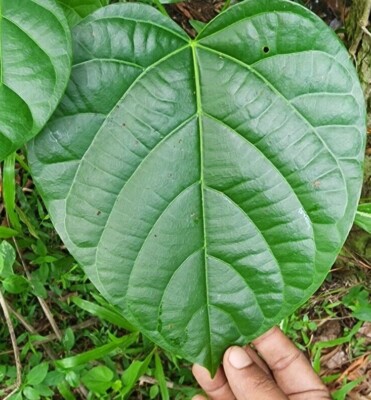 Rare Dried Anamirta cocculus Leaves Fish Berry Indian Berry Levant Nut ...