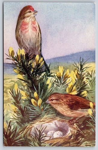 Animals~Common Linnet Birds W/ Nest Of Eggs Painting~Medici Series~Vtg ...