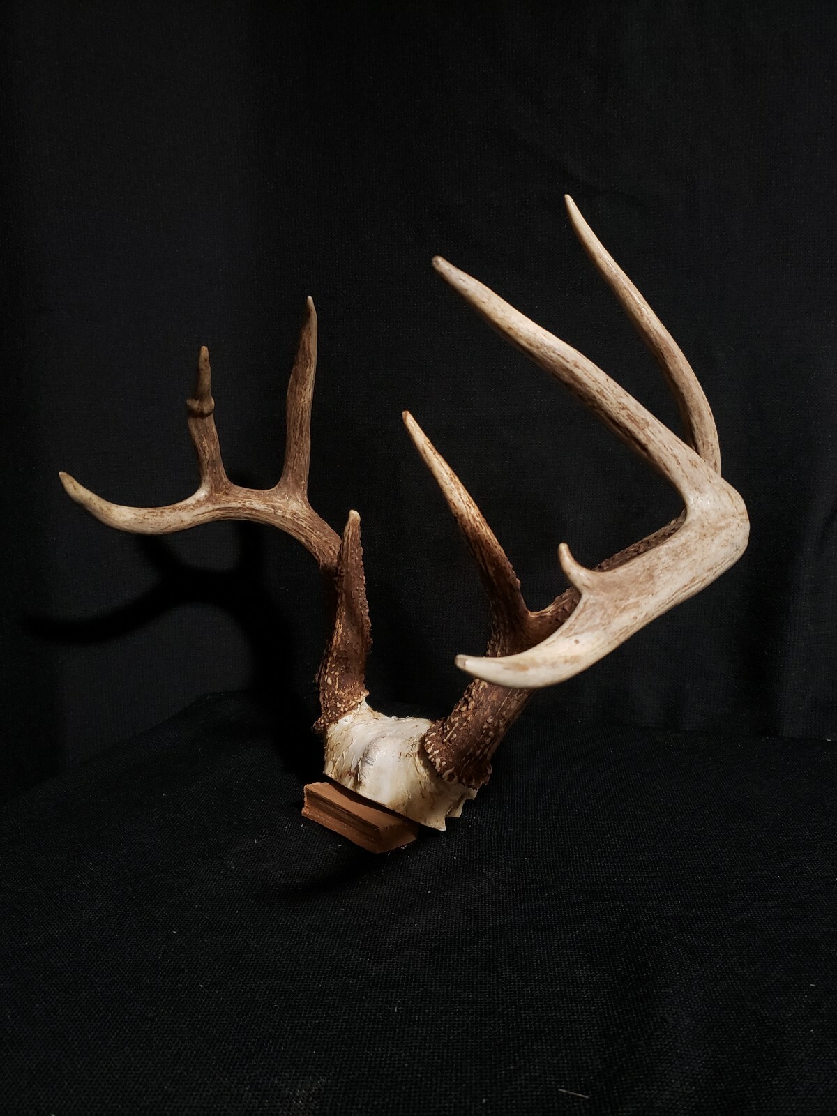 Huge Wild Whitetail Deer Antlers 120 Buck 9 Inch Taxiderm Point Cheap ...