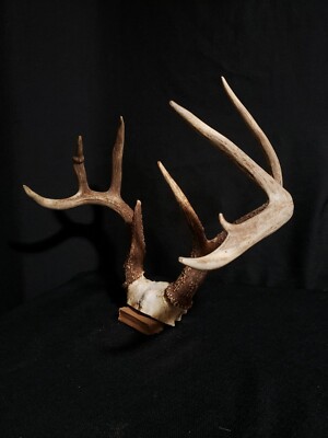 Huge Whitetail Deer Antlers 120 Inch 9 Point Buck! Taxidermy decor ...