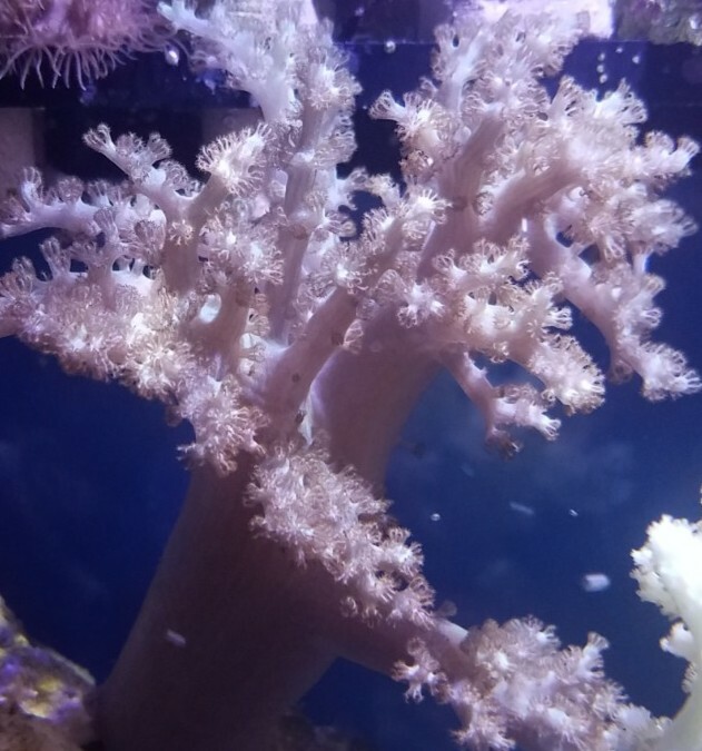 Super Leather Frag Pack, 6 Frags (Beginner Reef Salt Water Coral Live ...