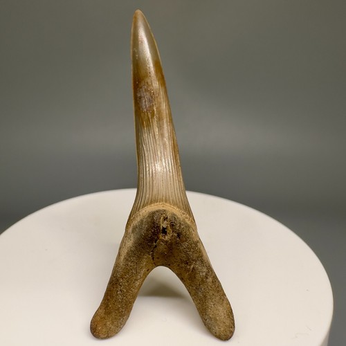 EXTRA LARGE 2.21" Fossil SCAPANORYNCHUS TEXANUS - Extinct Sand Tiger ...