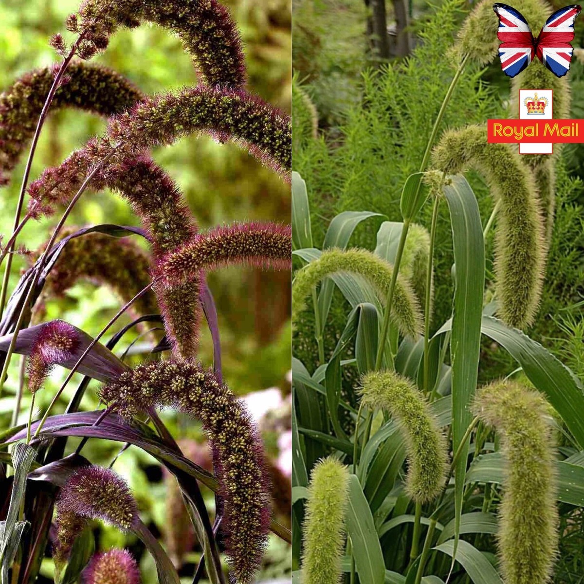 Red Foxtail Plant