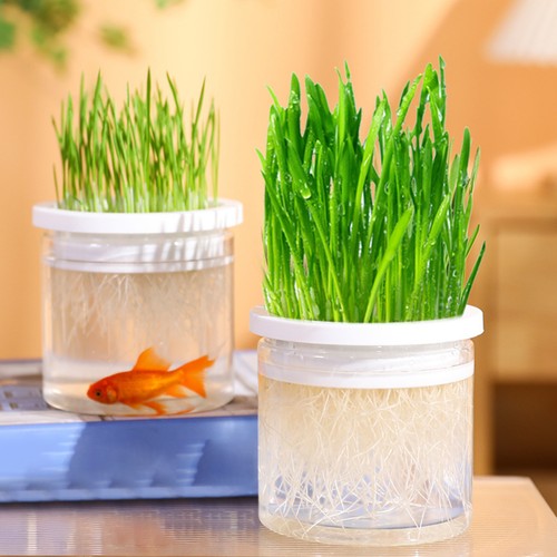 Catnip Planter Box Fine Filter Hole Hydroponics Plastic Catnip Grass ...