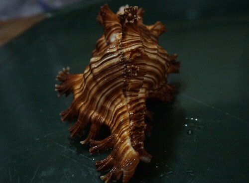 Chicoreus Palmarosae 97 mm F+++/GEM w/opercolum NICE collectible ...