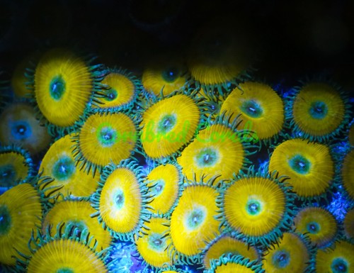 Cornbred's Yellow Death Palys - 2-3 POLYP - Frag - LIVE CORAL | eBay